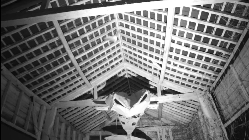 Bats flying in our latest Class Q Barn Approval - WDA